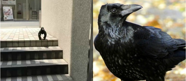 Bizarre “Gorilla Crow” video goes Viral – Unexplained Mysteries