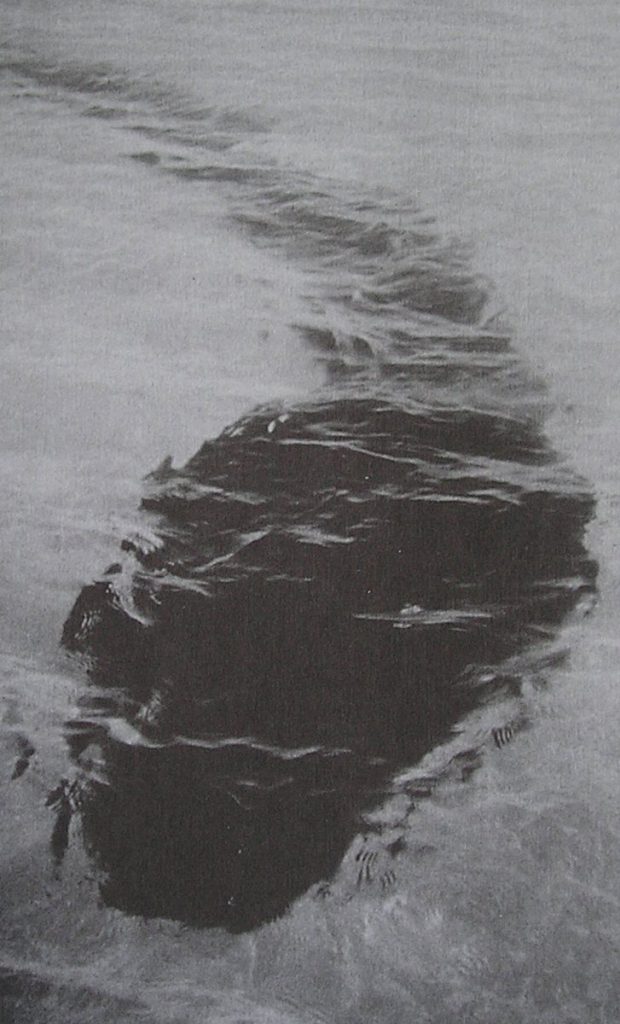 The Hook Island Sea Monster: Unraveling the Mystery of the 1964 ...